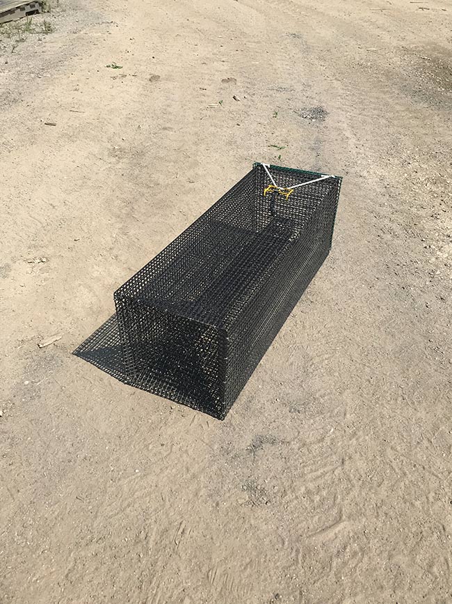 3' Eel Pot - Brooks Trap Mill